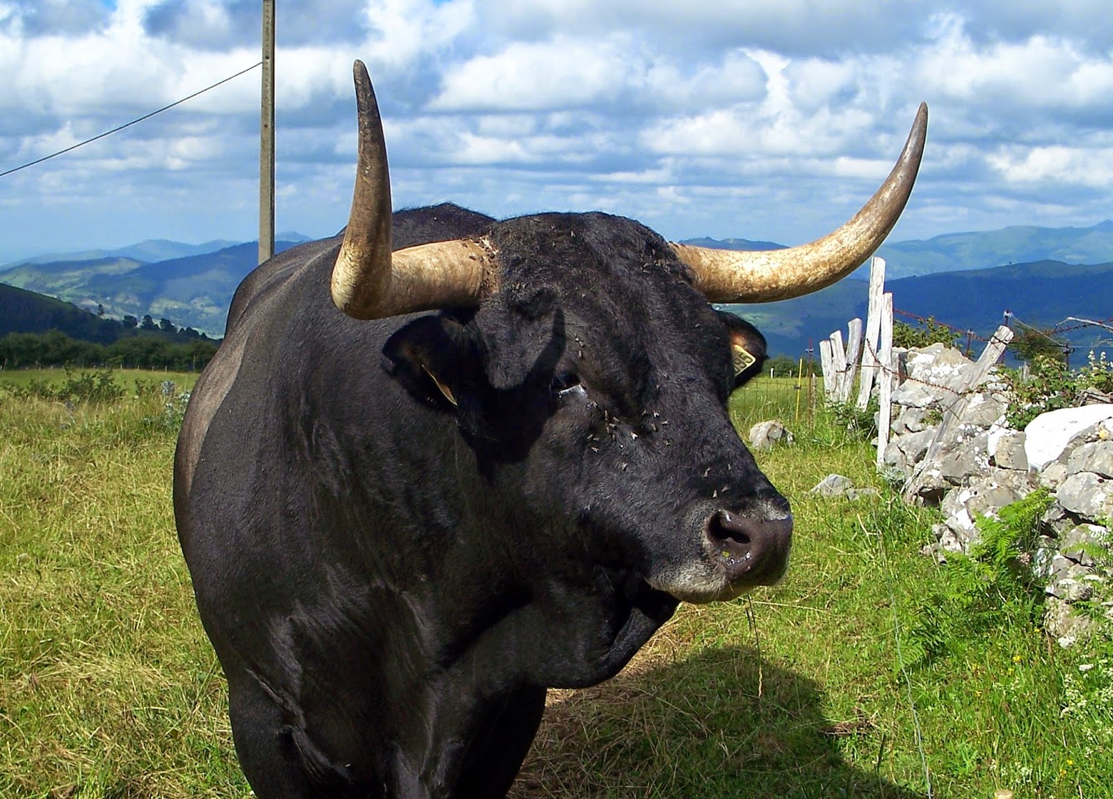 RUEDA LA BOTA: julio 2014