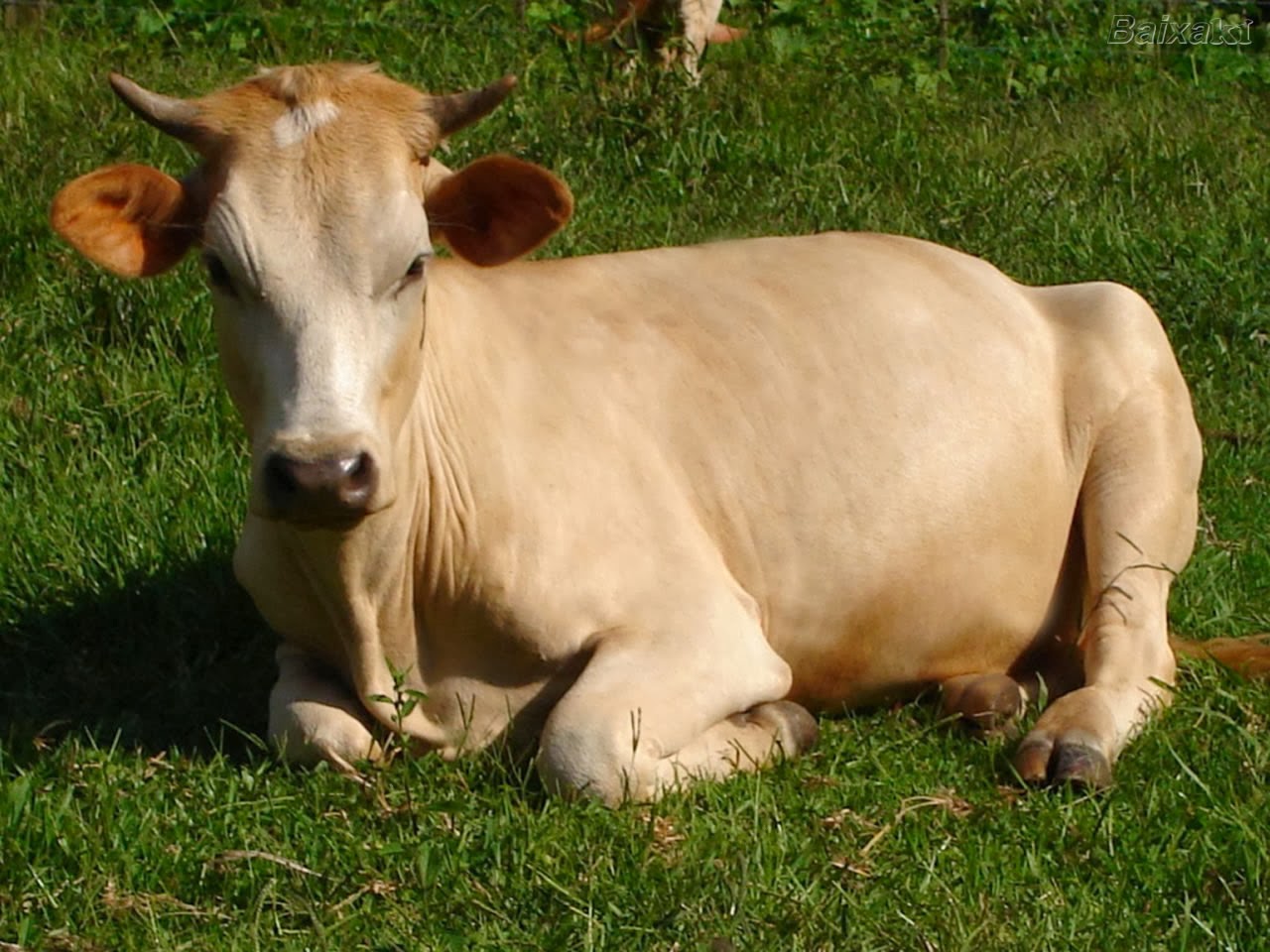 ottilia grigore: Pozele zilei - 6 Noiembrie 2013