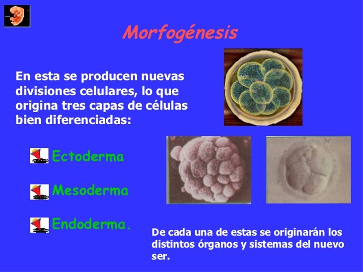 Histo- Embriología: N°1 BIOLOGIA DEL DESARROLLO, DIFERENCIACIÓN Y ...