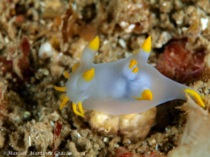 Nudibranquios del Campo de Gibraltar