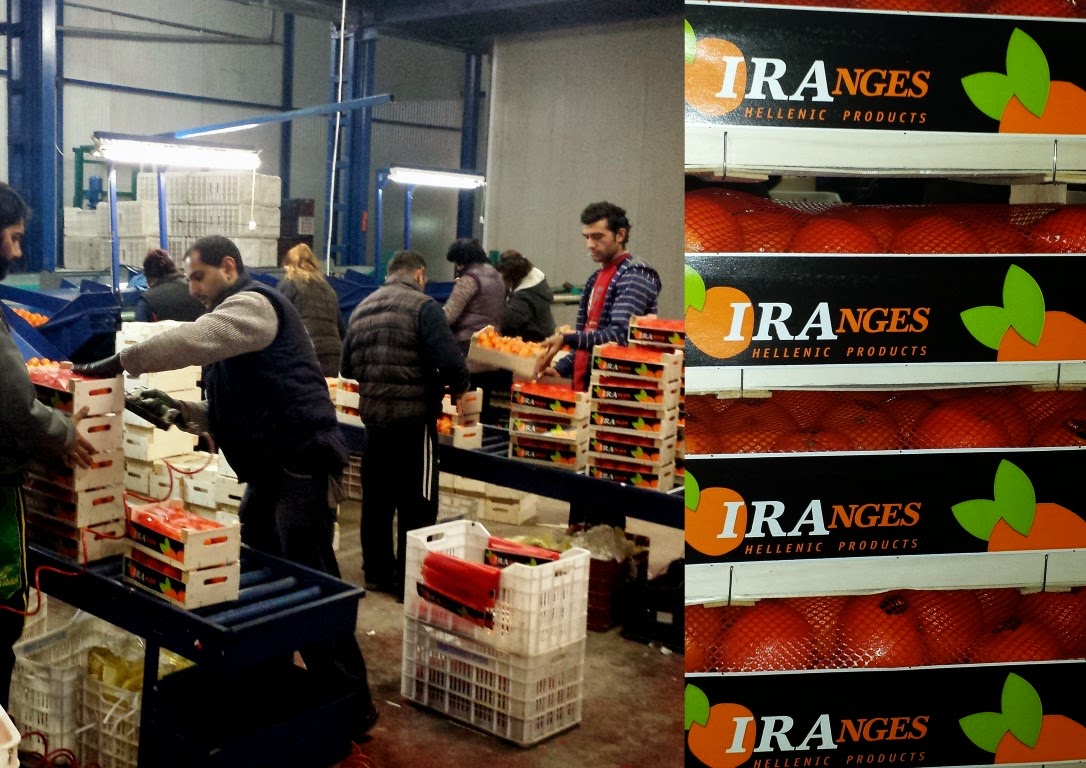 ΕΠΕΑ ΠΤΕΡΟΕΝΤΑ, νέα από Ημαθία και Νάουσα: IRA FRUIT LTD.Μια δυναμική ...