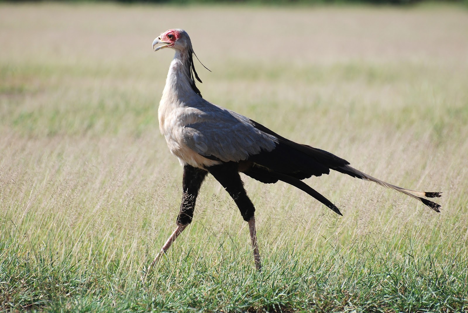 Our Adventures: Favourite Kenyan birds...