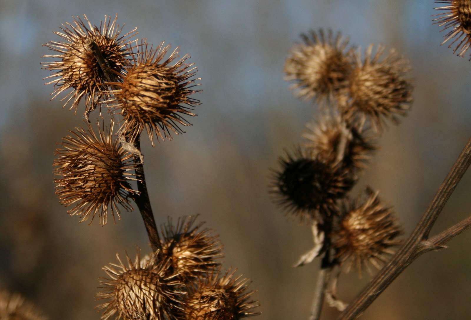 Spicebush Log Burdock Burs spicebush-log-burdock-burs