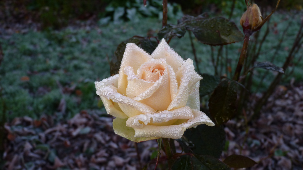 Høneballehaven på Samsø: Solen i centrum og besøg i haven