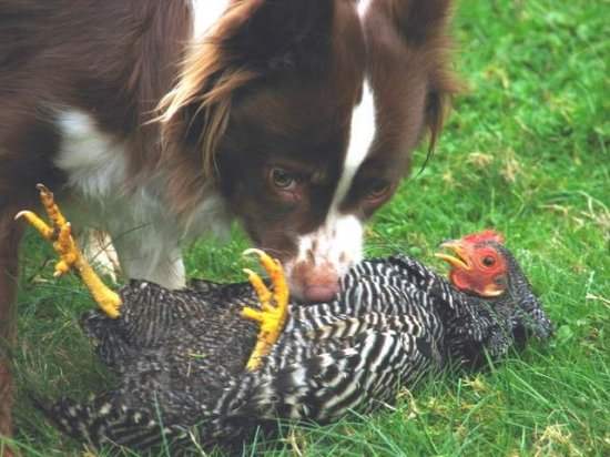 Funny Hen Photos | Funny World