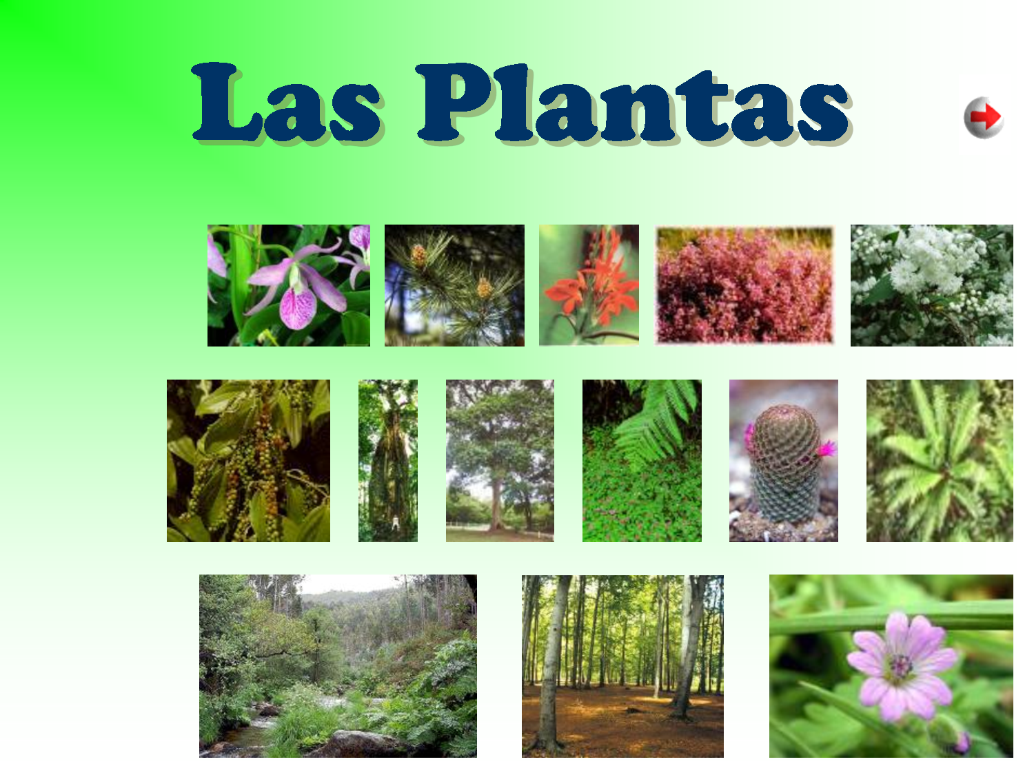 INSTRUMENTALES RECURSOS: Tema 2 de ciencias naturales " Las plantas"