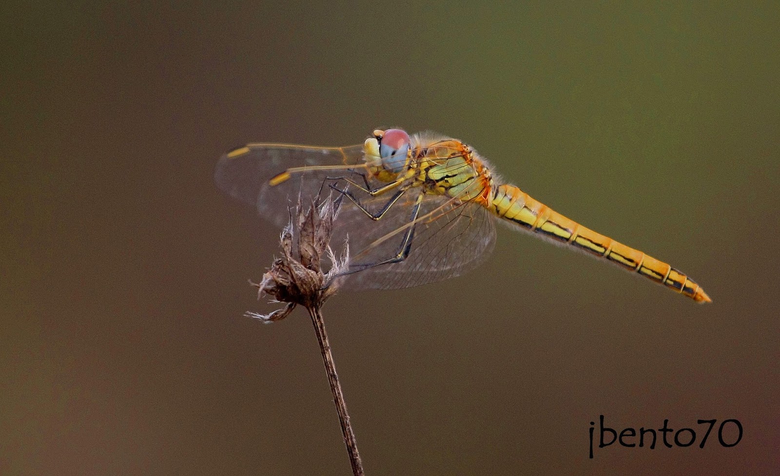 Birding Cascais: Libelinha-dourada (Orthetrum brunneum) no Parque ...