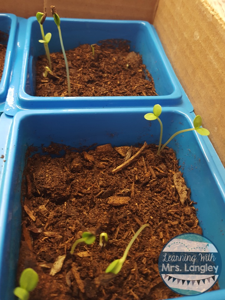 Sprouting Seeds! | Learning with Mrs. Langley