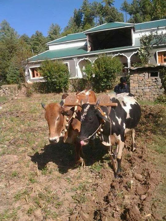 Culture & Civilization of Circle Bakote........ Past and Present in Picture