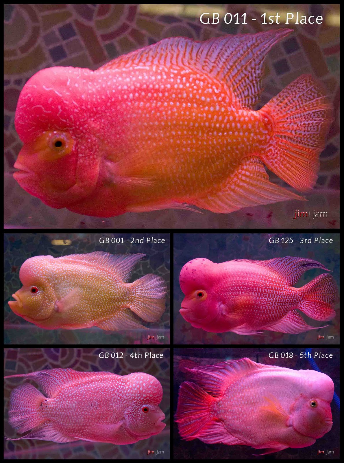 Flowerhorn The Hybrid Cichlids: Liga Satu Louhan Indonesia