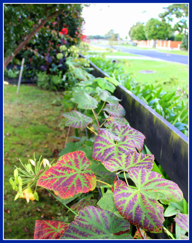 DIET COKE ROCKS: LET'S LOOK AT BORING PLANTS!