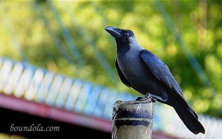 BOUNDOLA WALLPAPER: Bangladesh is the home of many other kinds of Birds ...