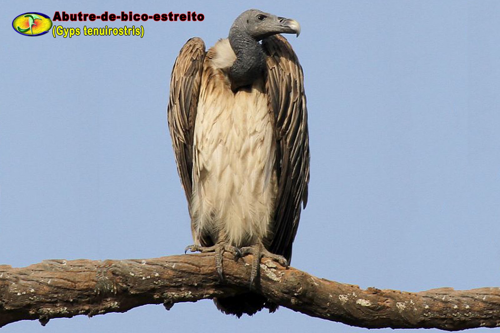 ORNITOLOGIA: Abutre-de-bico-estreito (Gyps tenuirostris)