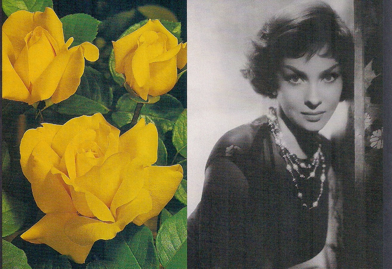 Ancora rose & celebrità