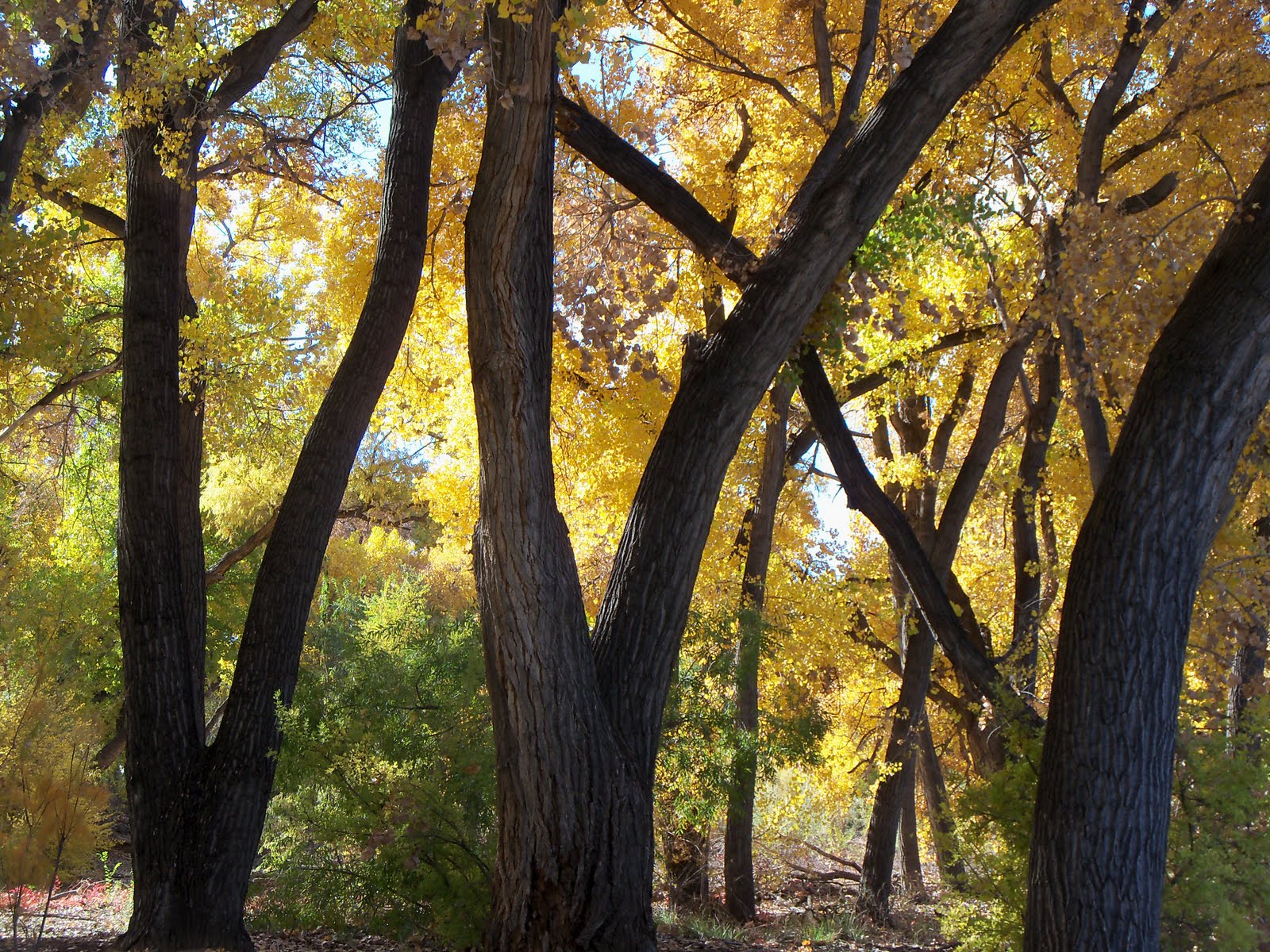 Tumbleweed Crossing: Cottonwood Trees Along Rio Grande River