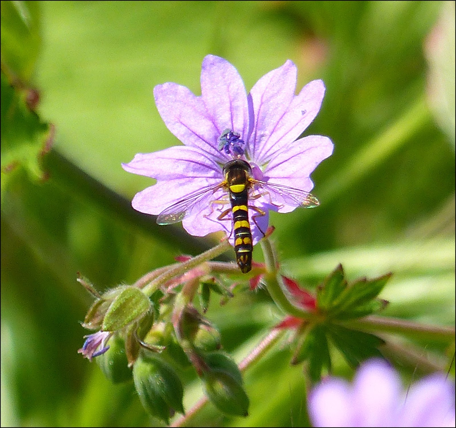 'Our' On-Line Diary: We wander around on the Erith Marshes aka the ...
