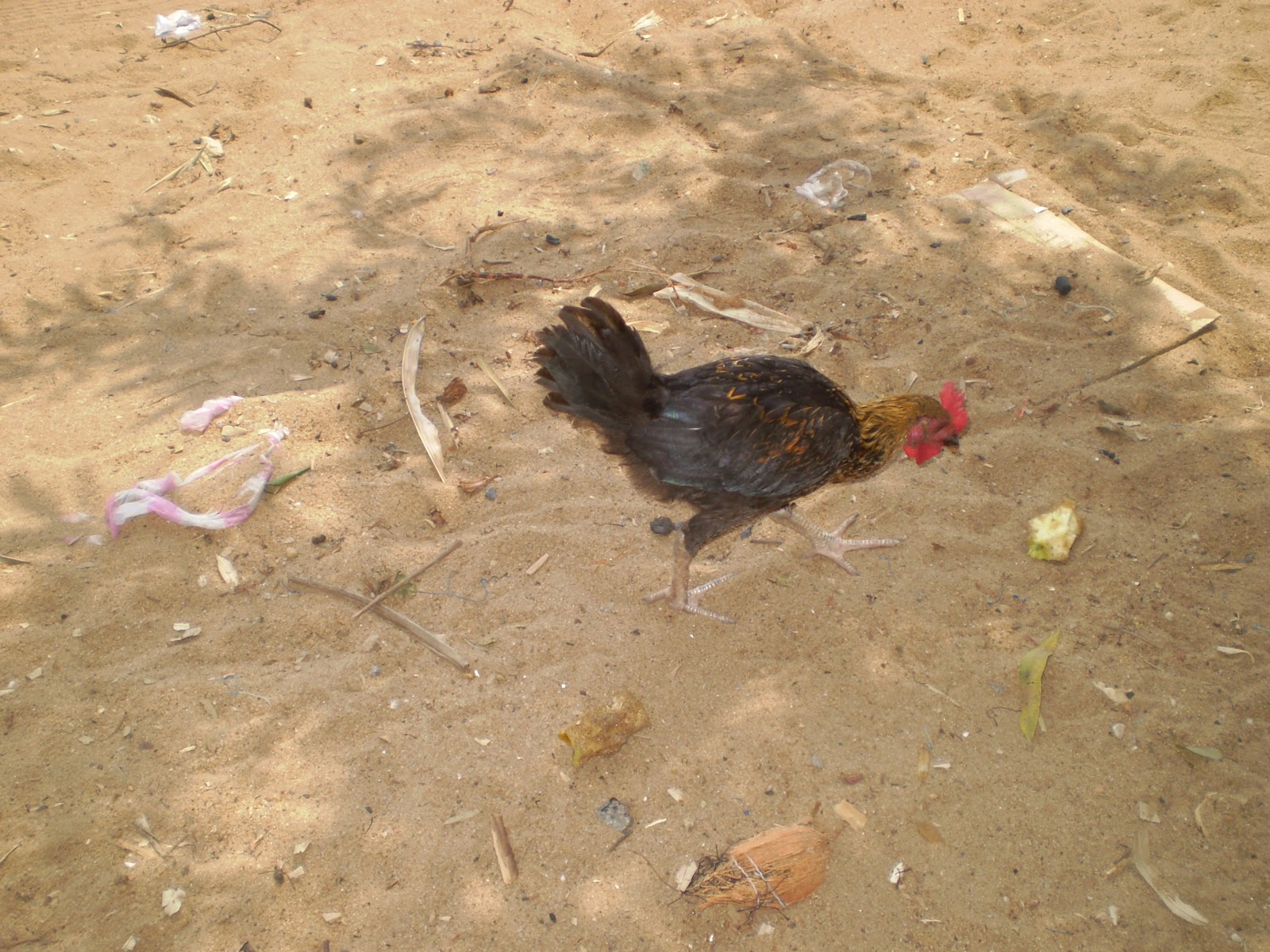 Ghana With The Wind: The Flora and Fauna of the Accra, West Africa Region