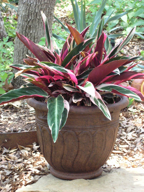 The Lazy Shady Gardener: Rise & Fall of the Tricolor Ginger