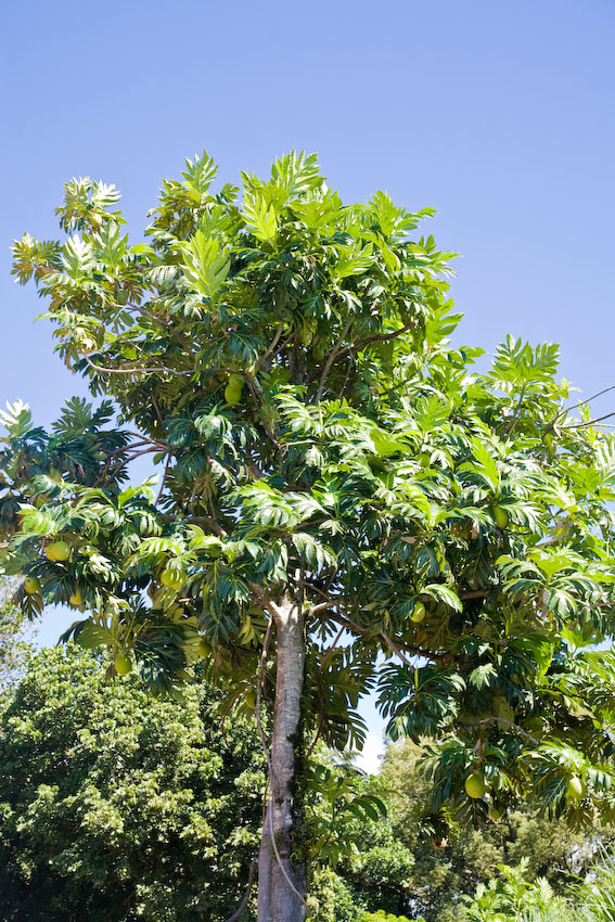 dryMartínez: En busca del fruto del árbol del pan