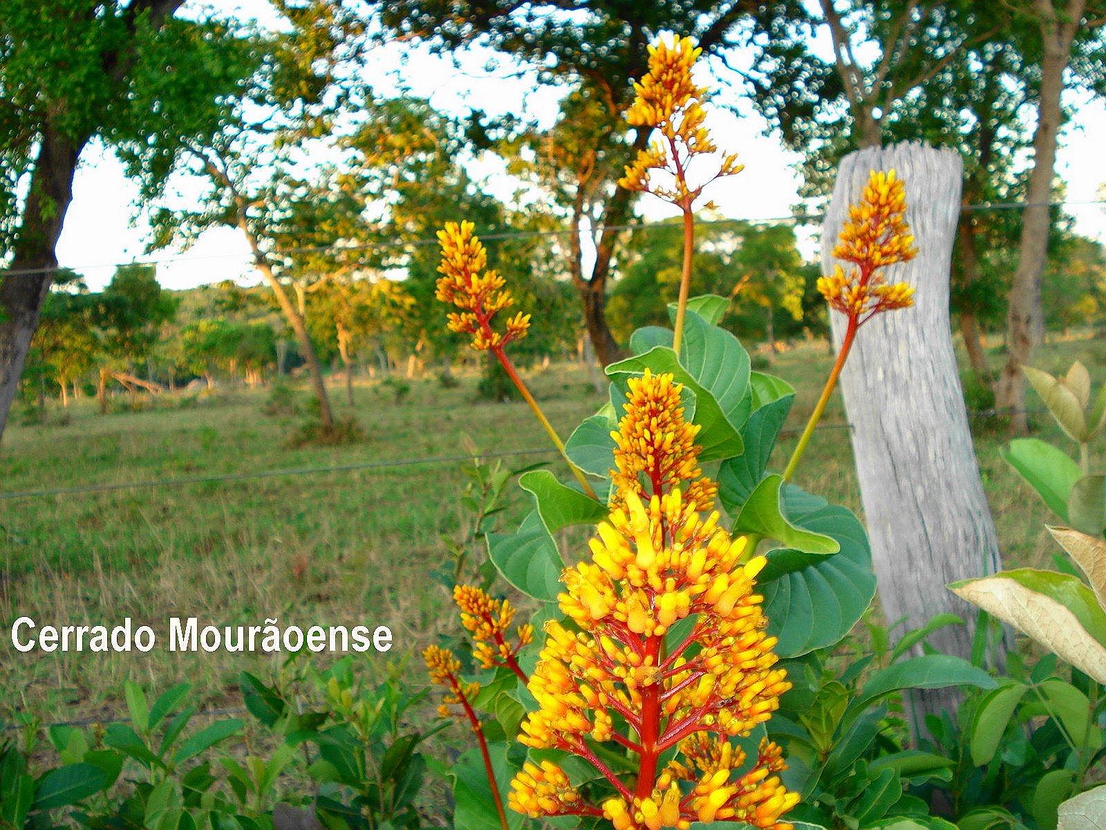 Blog do Wille Bathke Jr: Flora do Cerrado e o Inhambú