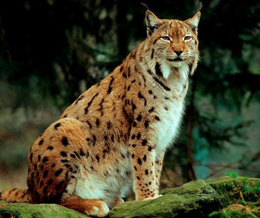 O LINCE (Lynx spp.)