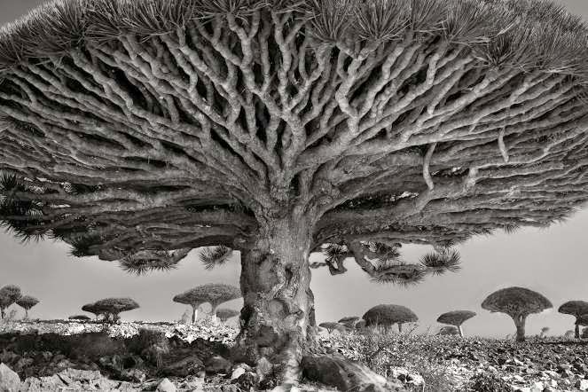 Amazing Magazine: The Most Ancient and Magnificent Trees From Around ...