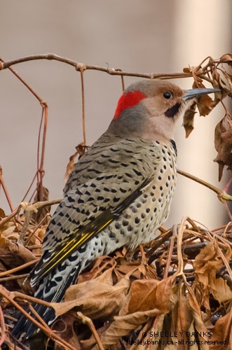 Prairie Nature: Northern Flicker: Large Backyard Woodpecker in Regina, SK