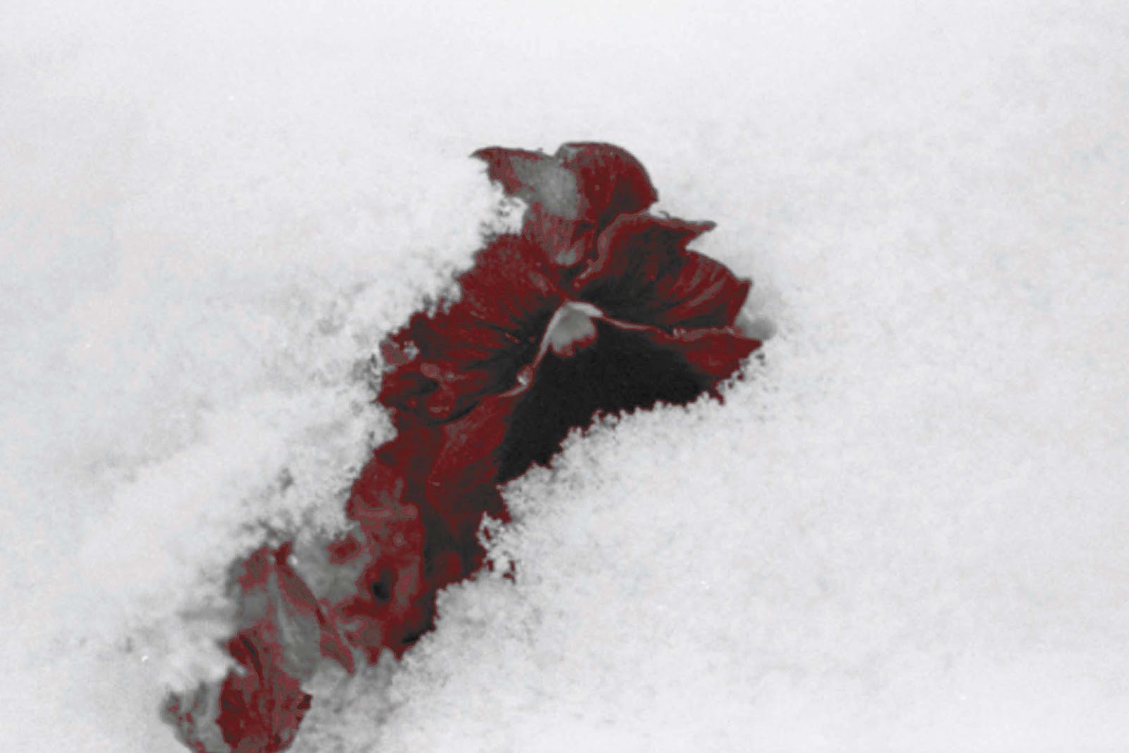 Half-Blaked: Notebook: Honorable Men