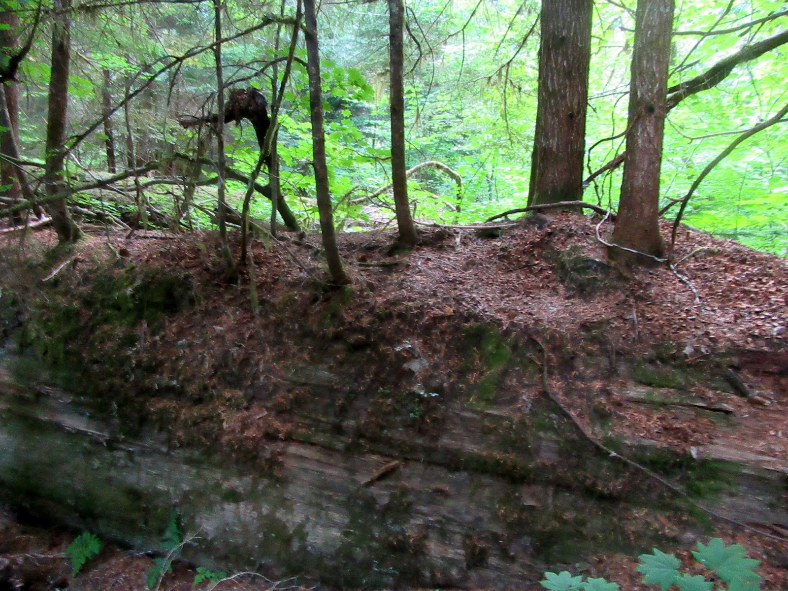 Nurse Logs, Nurse Rocks, Nurse Shrubs: A Study in Interconnection