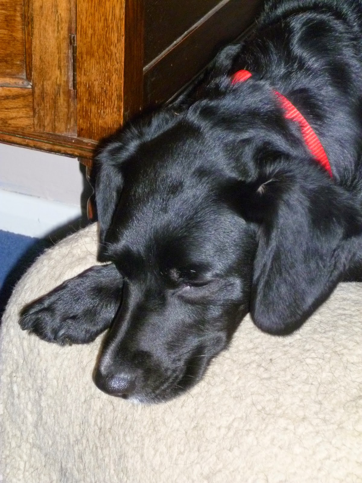 Secret Quaker: Quaker dog-training. How good are we?