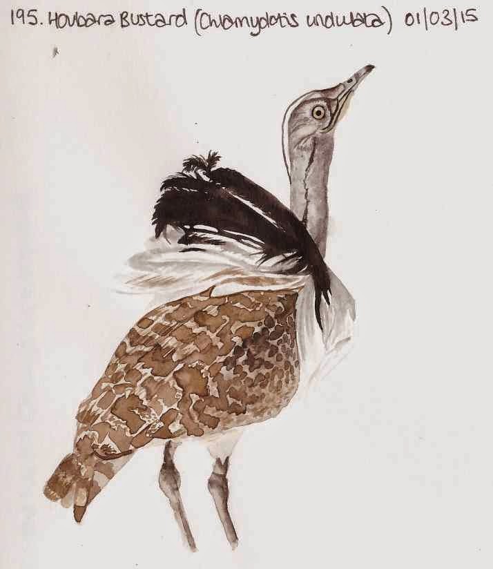 Learn.Draw.BIRD.: 195. Houbara Bustard (Chlamydotis undulata)
