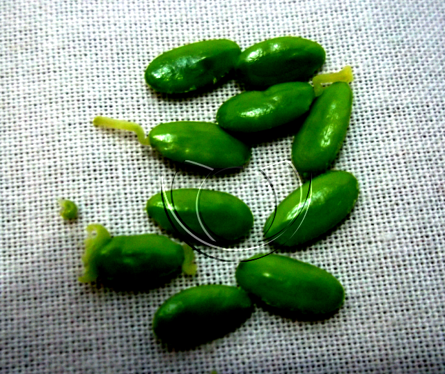 Pracayudha: Mengenal Tanaman Sengon