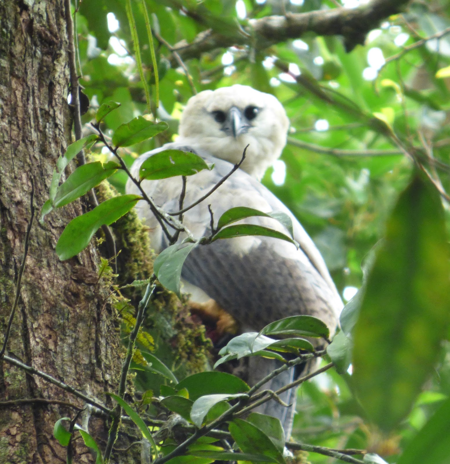 Pascale Petit's Blog: Harpy Eagle, Madre de Dios Peruvian Amazon