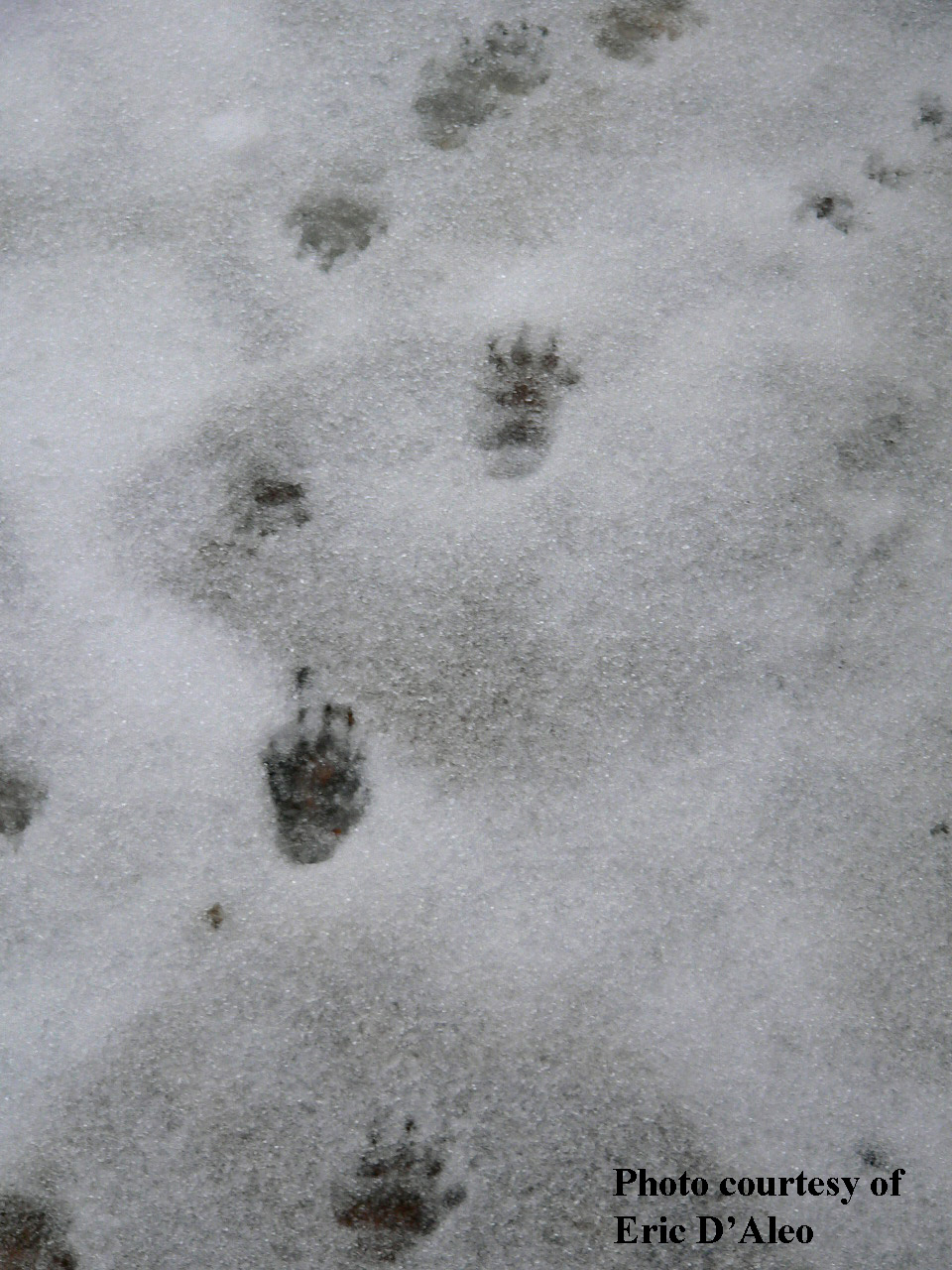Squam Lakes Natural Science Center Blog Tracks In The Snow squam-lakes-natural-science-center-blog-tracks-in-the-snow