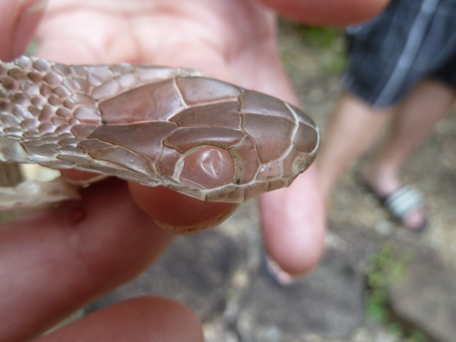 Springfield Plateau: Two-toned Copperhead