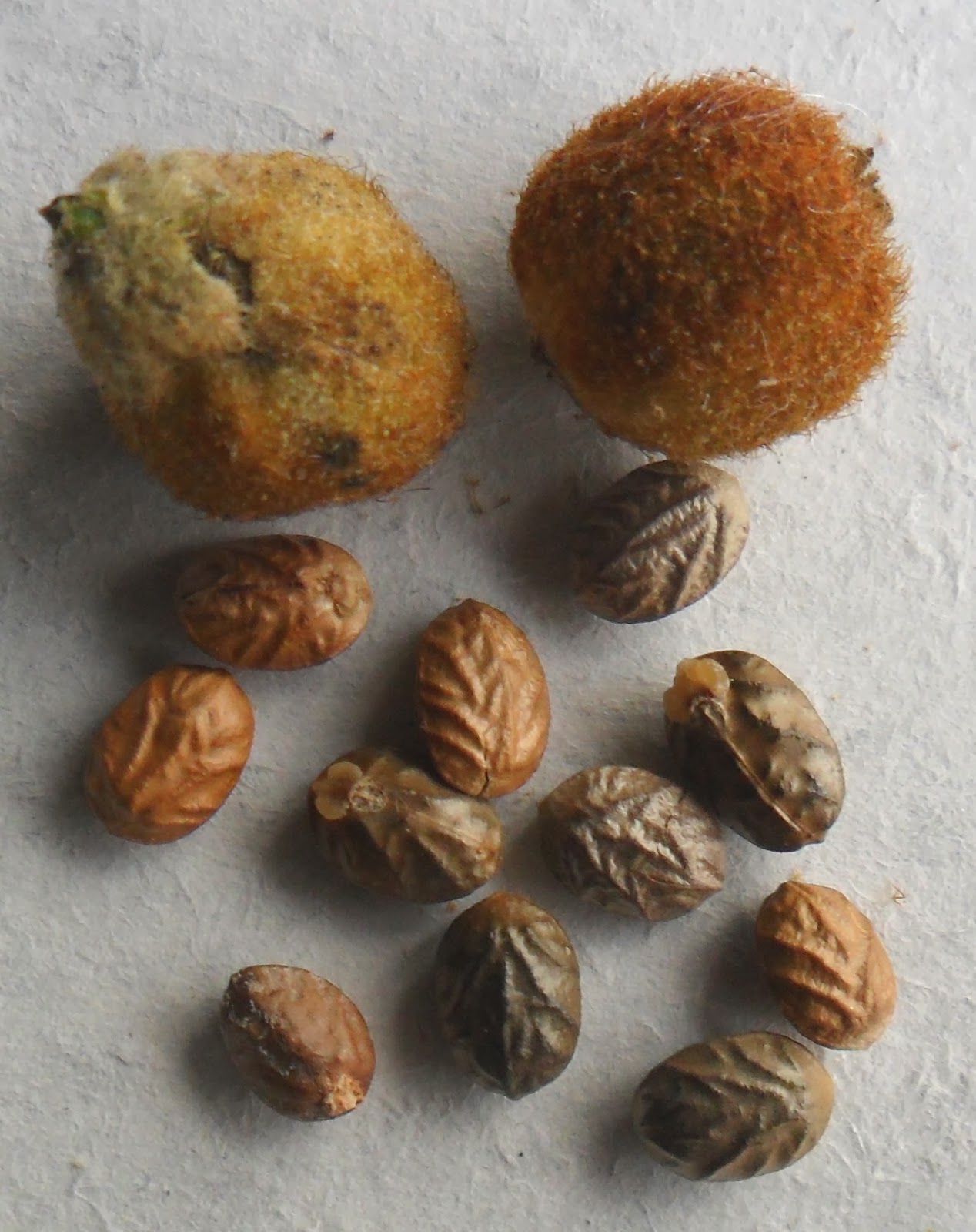 COLECCIÓN DE SEMILLAS DE ÁRBOLES Y ARBUSTOS NATIVOS DE LA UPTC: PÓSTER ...