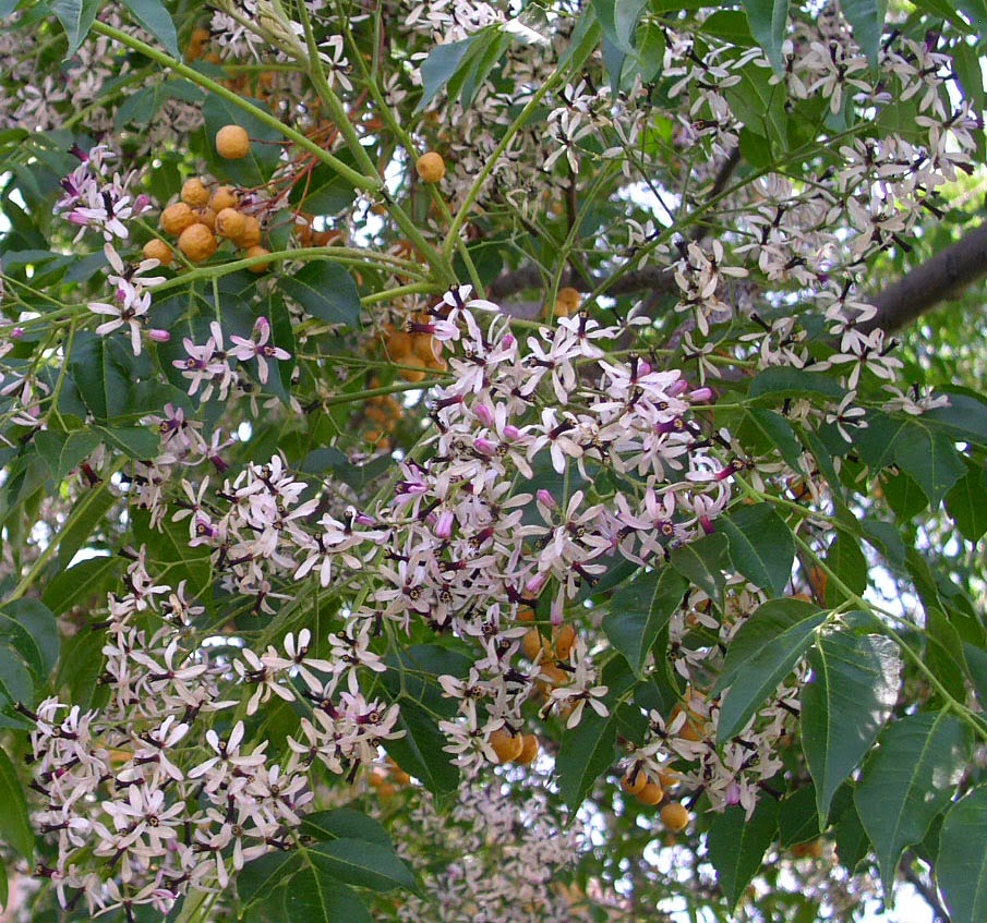 MEDICINAL PLANTS OF DWARKA: Melia azedarach