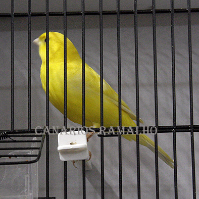 Canarios Ramalho: CANÁRIOS DE COR- lipocrómicos