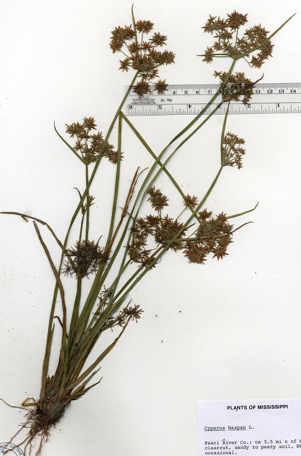PLANT FAMILIES OF PUERTO RICO AND FLORIDA PAPO VIVES: CYPERACEAE CYPERUS