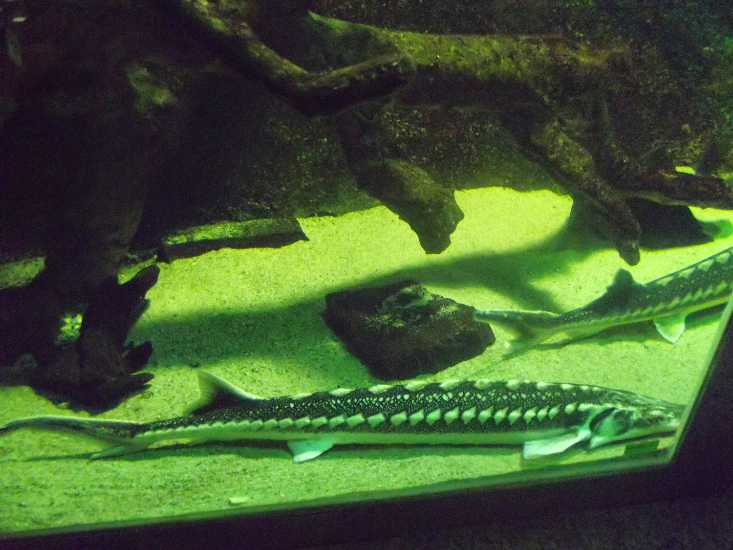 Bucate, vorbe şi arome: Calator hai –hui – Grădina Botanică „Vasile ...