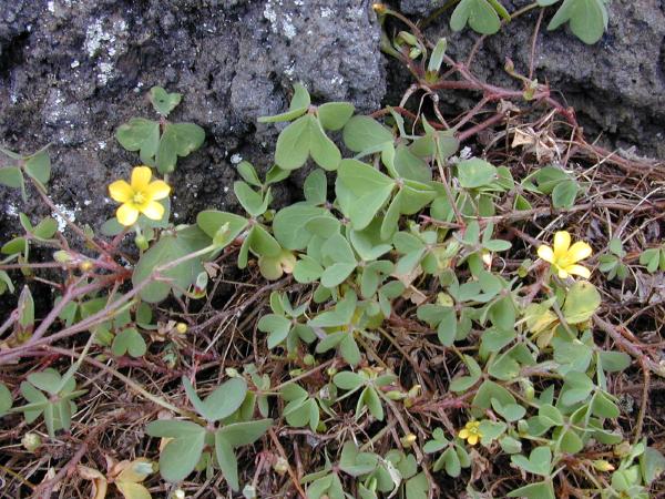 PLANT FAMILIES OF PUERTO RICO AND FLORIDA PAPO VIVES: OXALIDACEAE NÚM ...