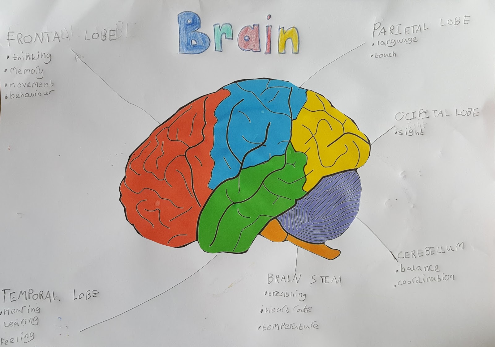 Learning About the Brain | Multicultural Motherhood