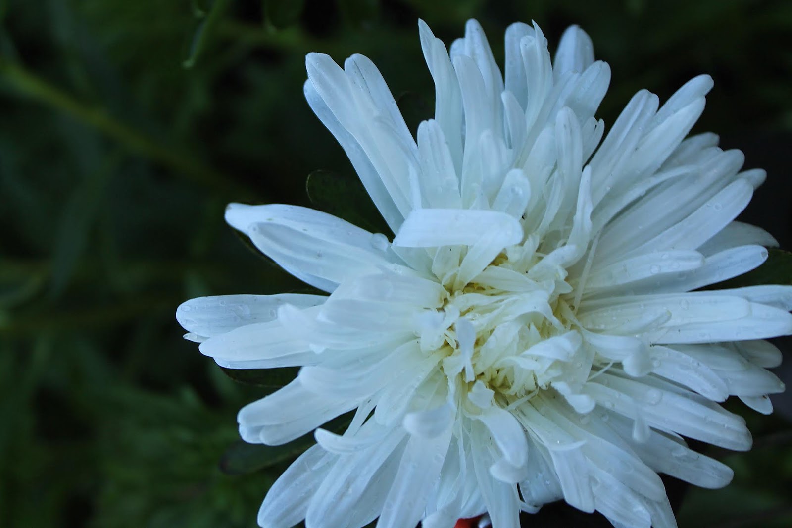 Selätön puutarhuri: Asterit, Aster