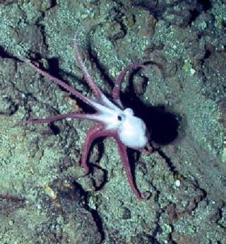 Real Monstrosities: Benthoctopus