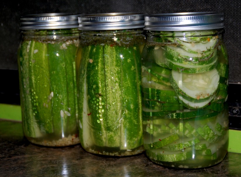 Baby Goat, pickles, snake, kittens