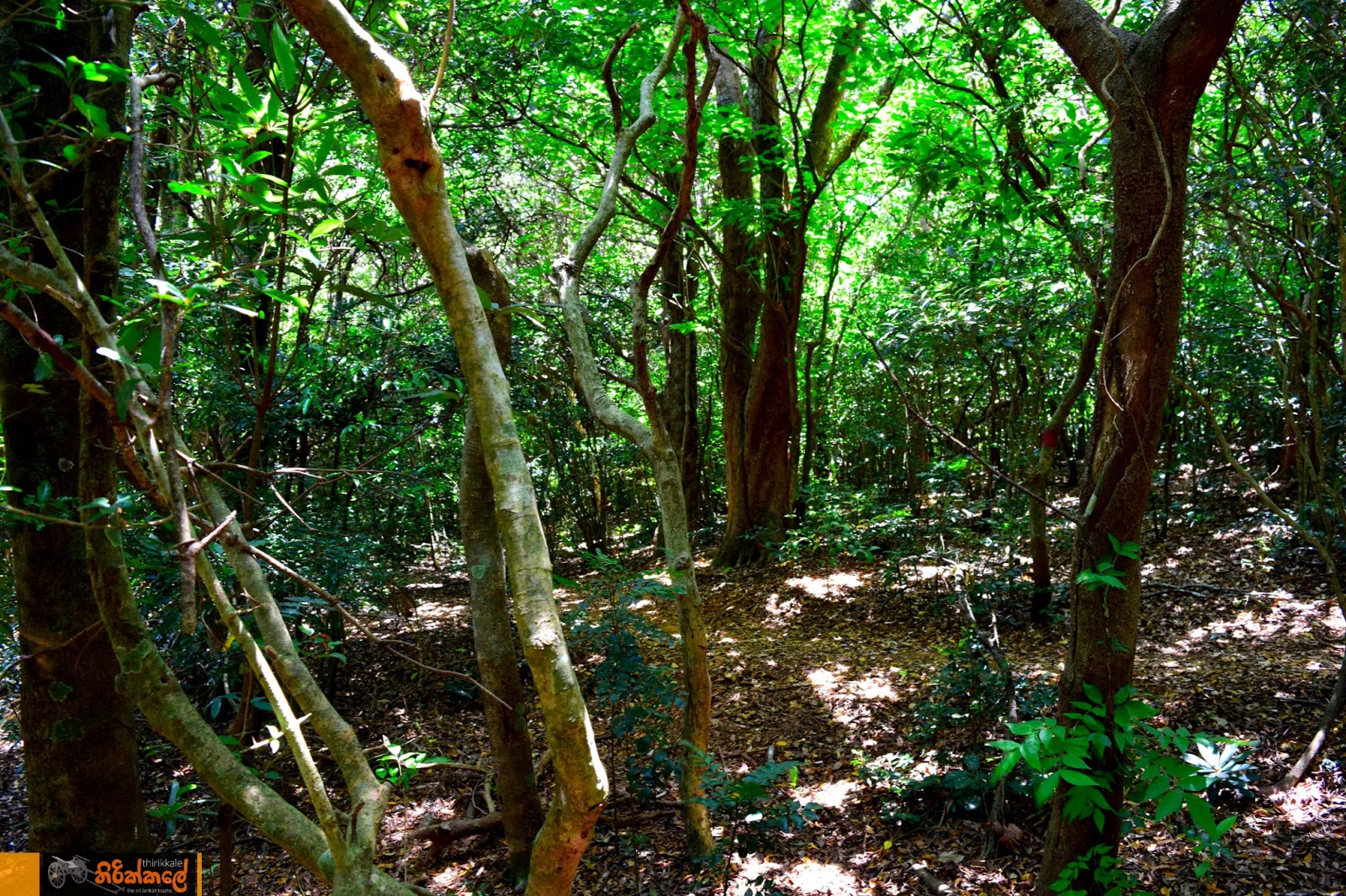 පිටවල පතන (pitawana pathana) - "Thirikkale" (තිරික්කලේ)