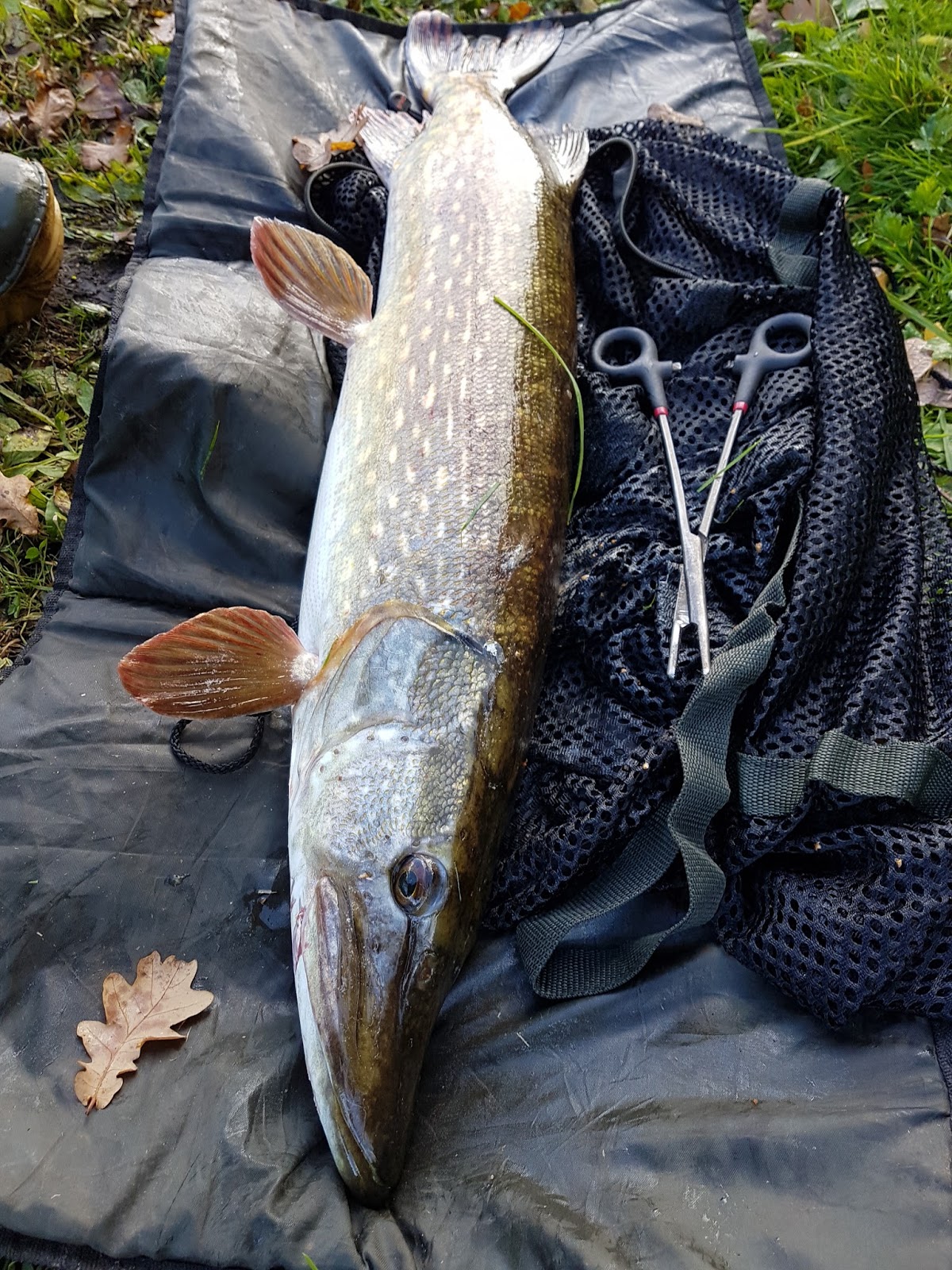 Danny's Angling Blog: Catch Up and Red Letter Pike Day....