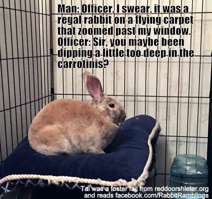 Rabbit Ramblings: Funny Bunny Memes