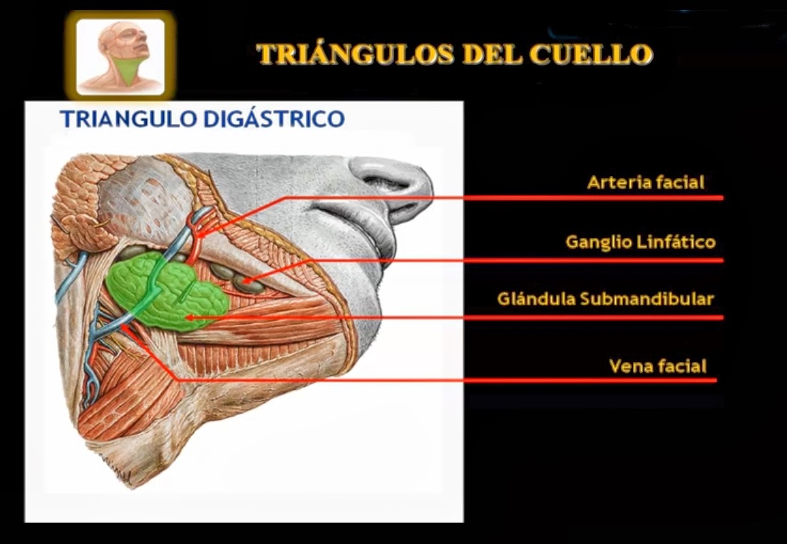 Anatomía del cuello