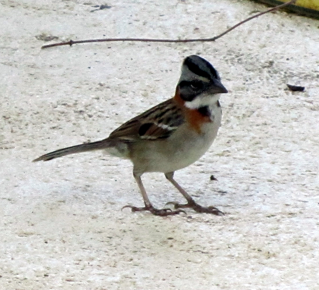 Hiking Curaçao - Flora and Fauna: Chonchorogai, Andesmus, Roodkraaggors ...